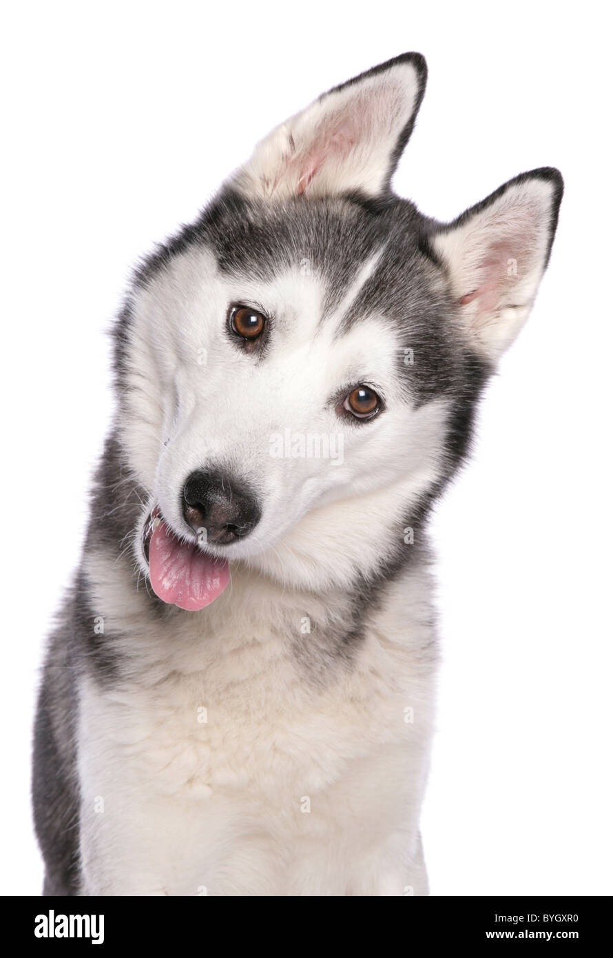 Siberian Husky Basset Hound Mix