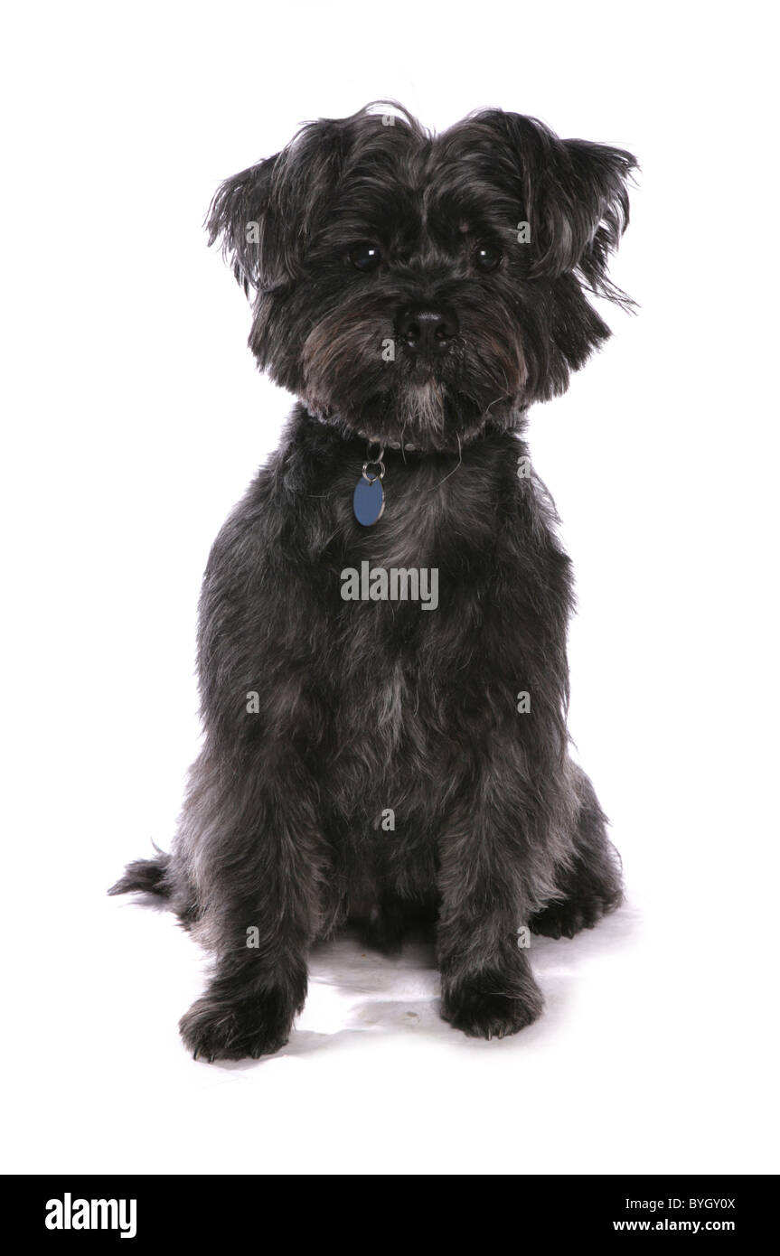 Shitsu hi-res stock photography and images - Alamy