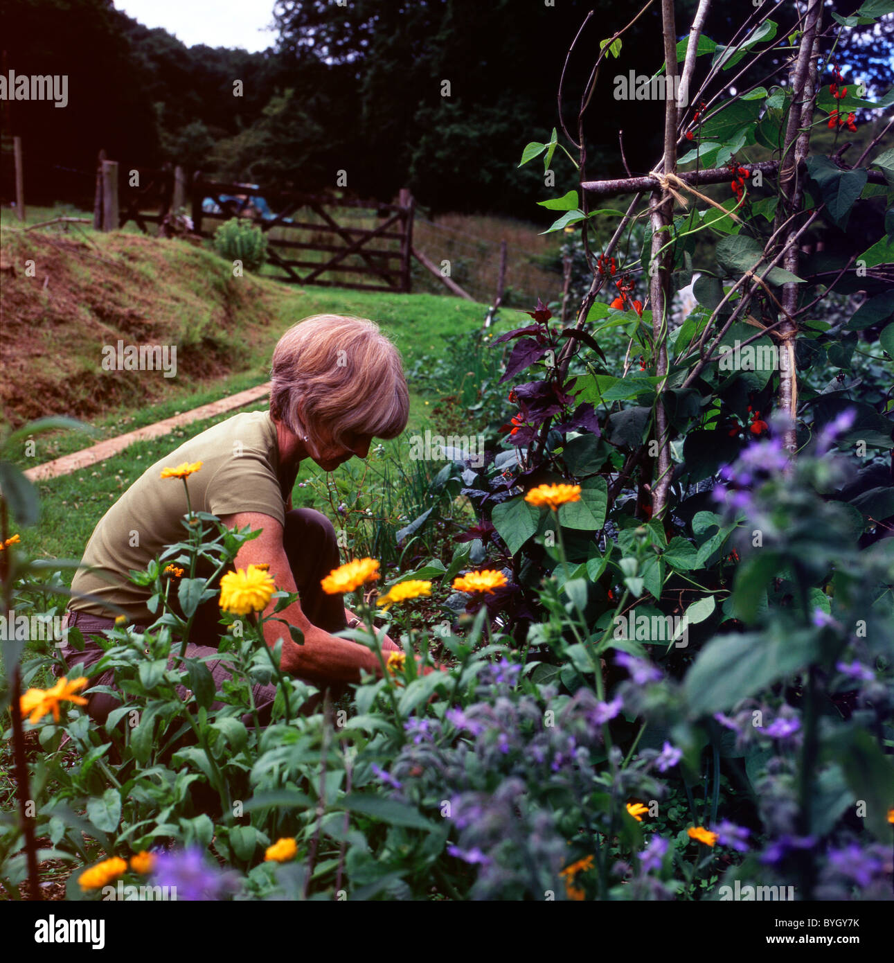 A woman weeding in her organic flower and vegetable garden in summer in ...