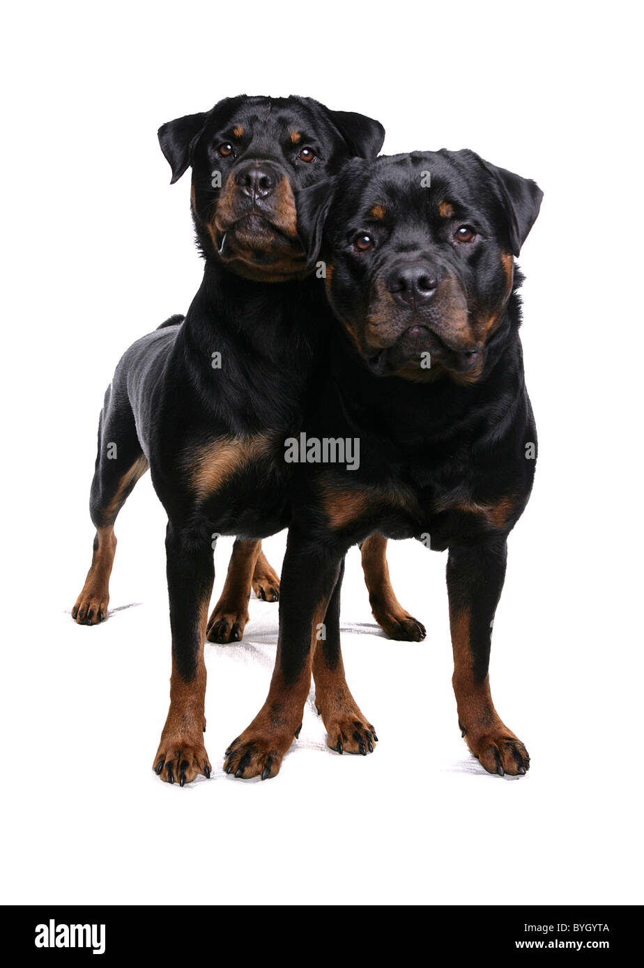 Everything You Wanted To Know About Female Rottweilers, 52% OFF