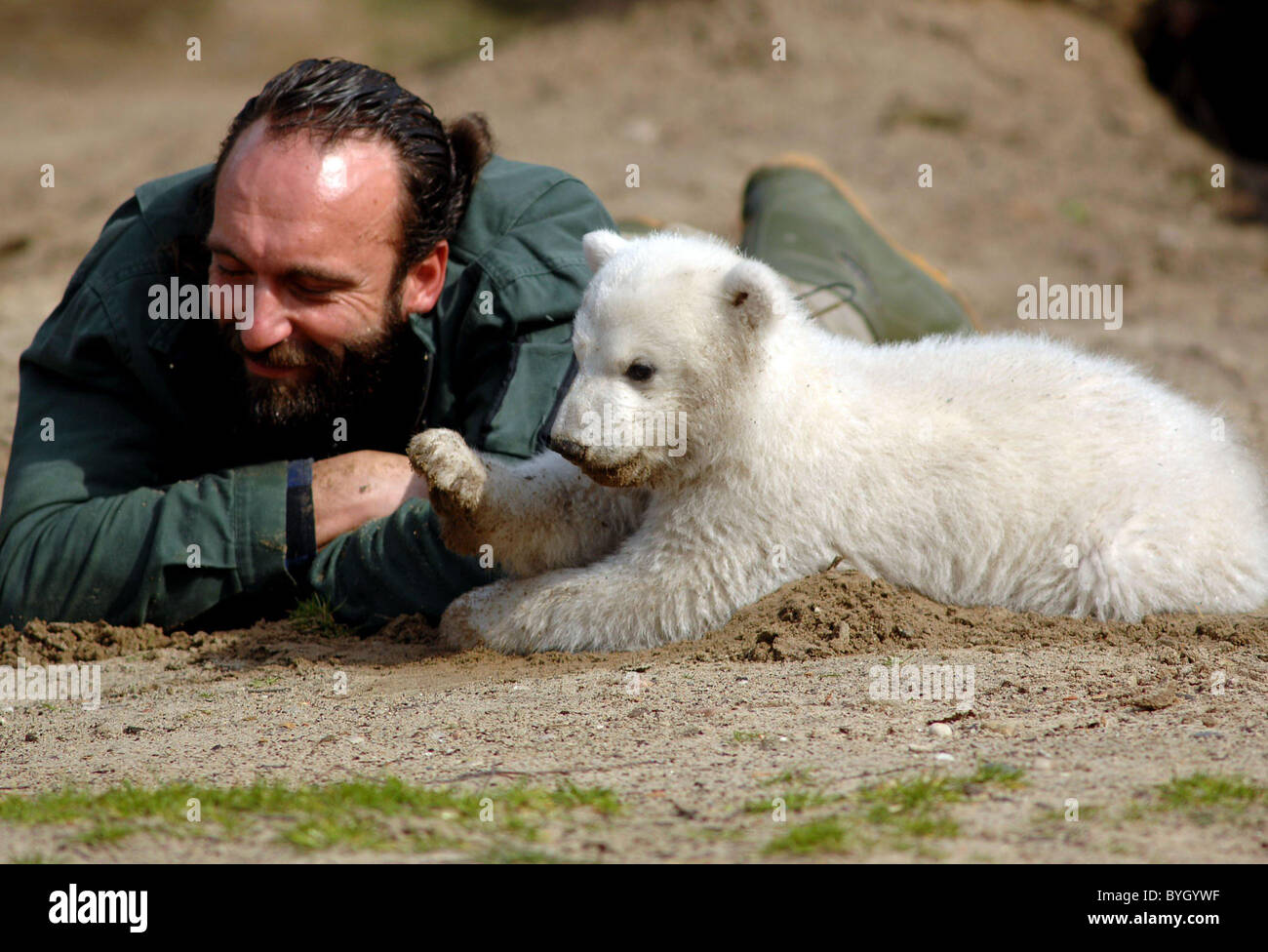 Thomas Doerflein and Knut Polar bear cub Knut is shown to the public ...