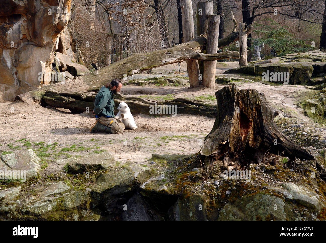 Thomas Doerflein and Knut Polar bear cub Knut is shown to the public ...