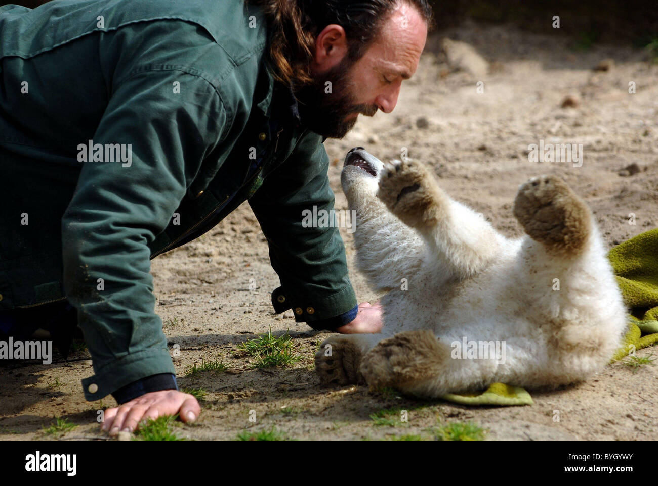 Thomas Doerflein and Knut Polar bear cub Knut is shown to the public ...