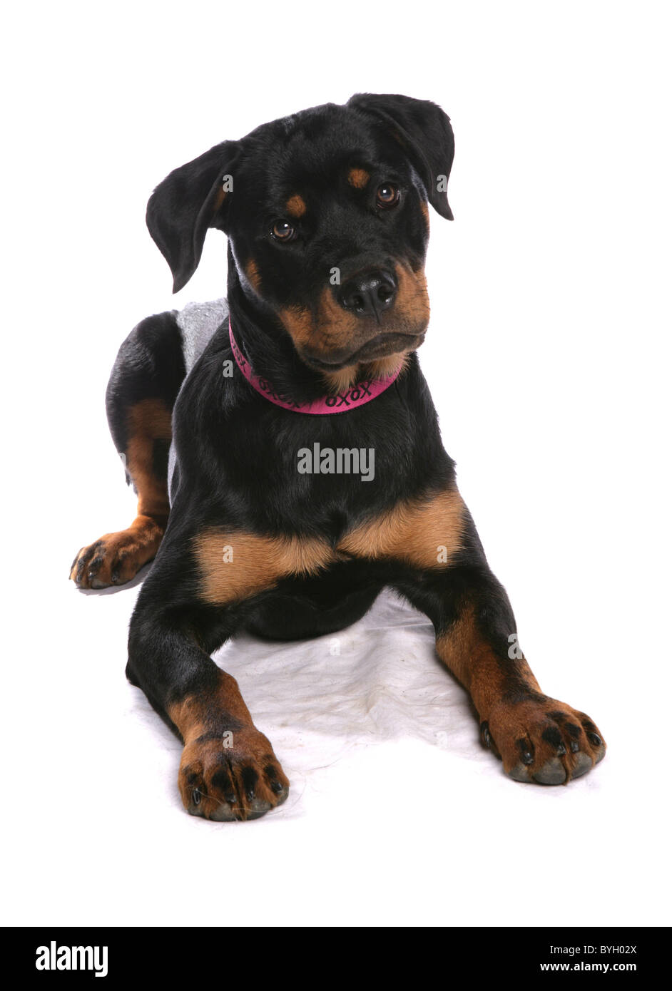 Rottweiler hi-res stock photography and images - Alamy