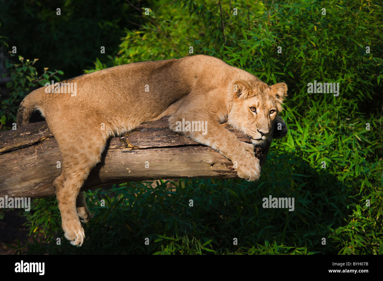 African big tree hi-res stock photography and images - Alamy