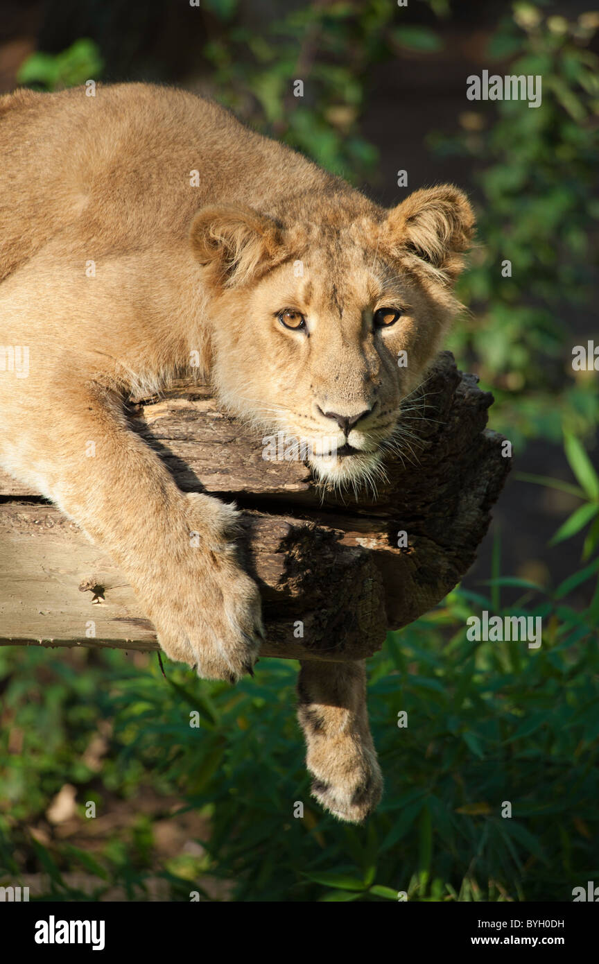 African tree african trees hi-res stock photography and images - Alamy