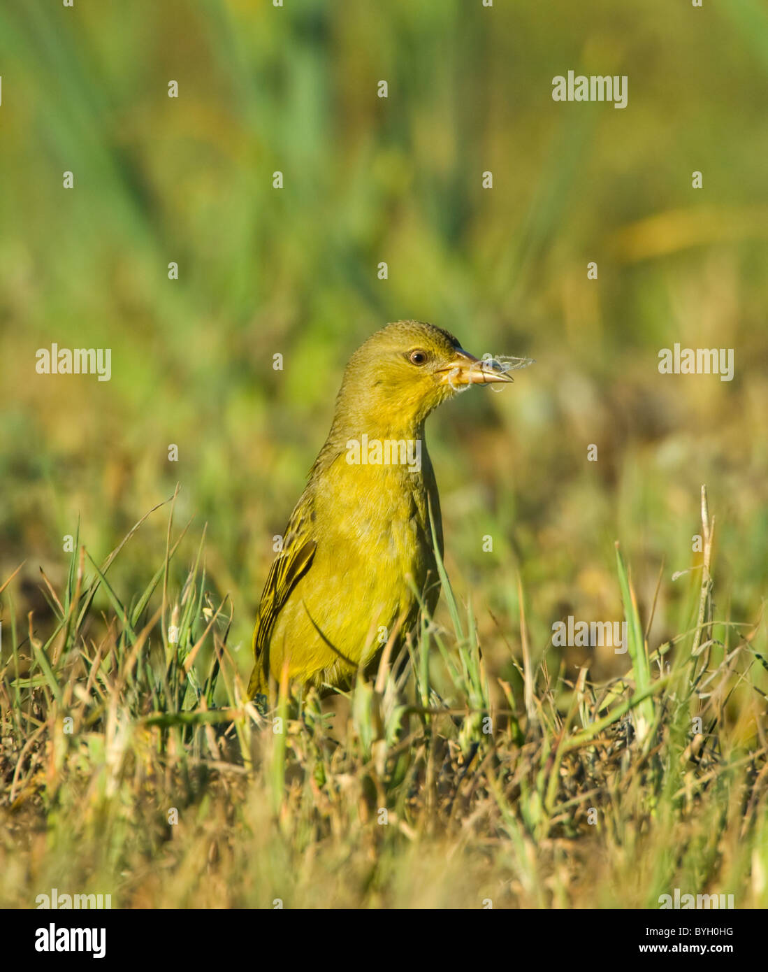 Female Cape Weaver Ploceus capensis Namaqualand Northern Cape South ...
