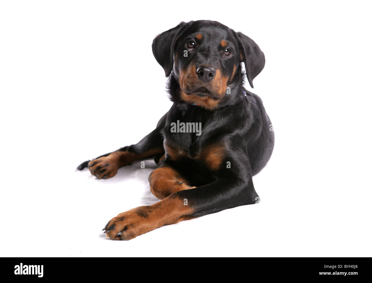 Male rottweiler hi-res stock photography and images - Alamy