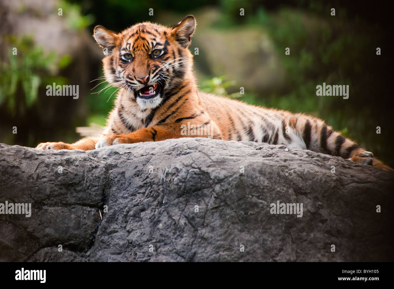 Sumatran tiger baby hi-res stock photography and images - Alamy