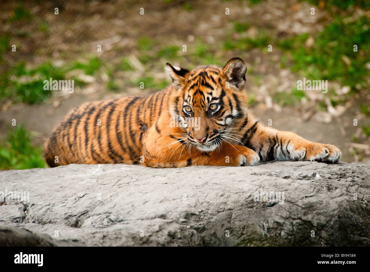 Cute sumatran tiger cub laying on a rock Stock Photo - Alamy
