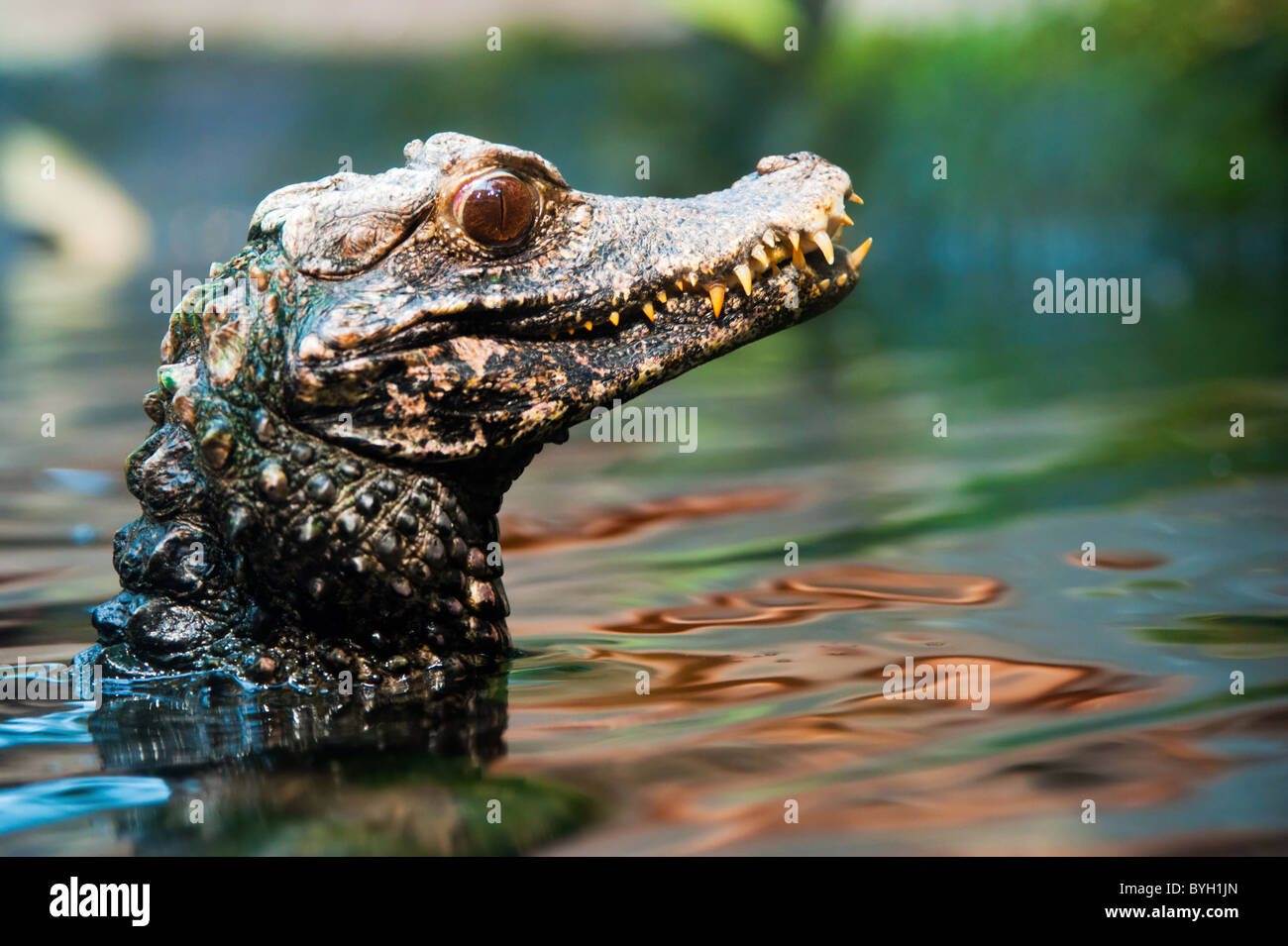 close up of a Cuvier's dwarf caiman ( Paleosuchus palpebrosus Stock ...