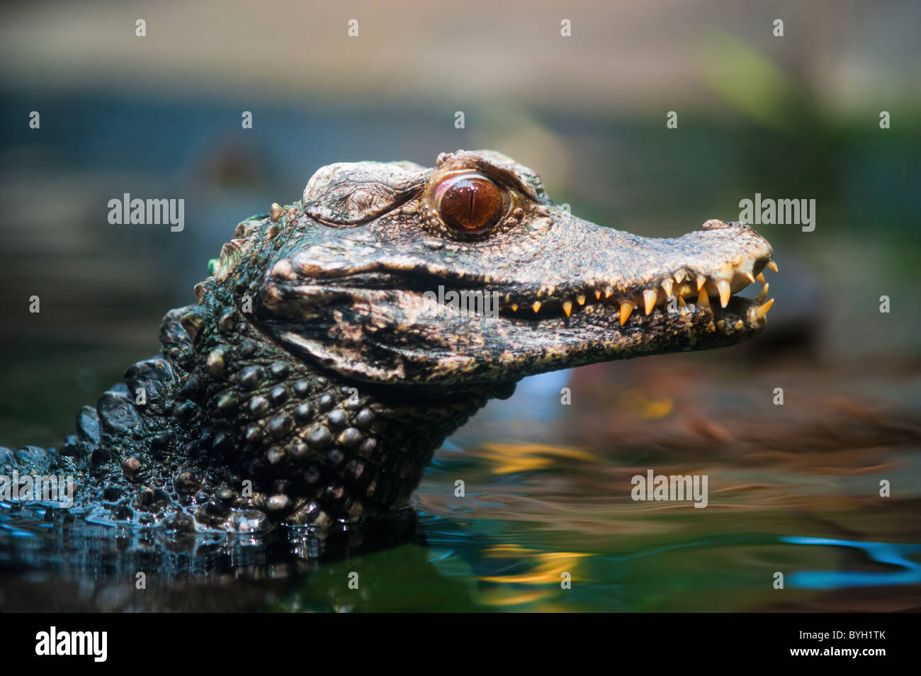 close up of a Cuvier's dwarf caiman ( Paleosuchus palpebrosus Stock ...