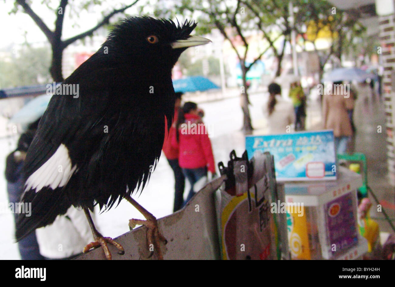 A BIRD IN THE HAND This man certainly knows how to pull the birds ...