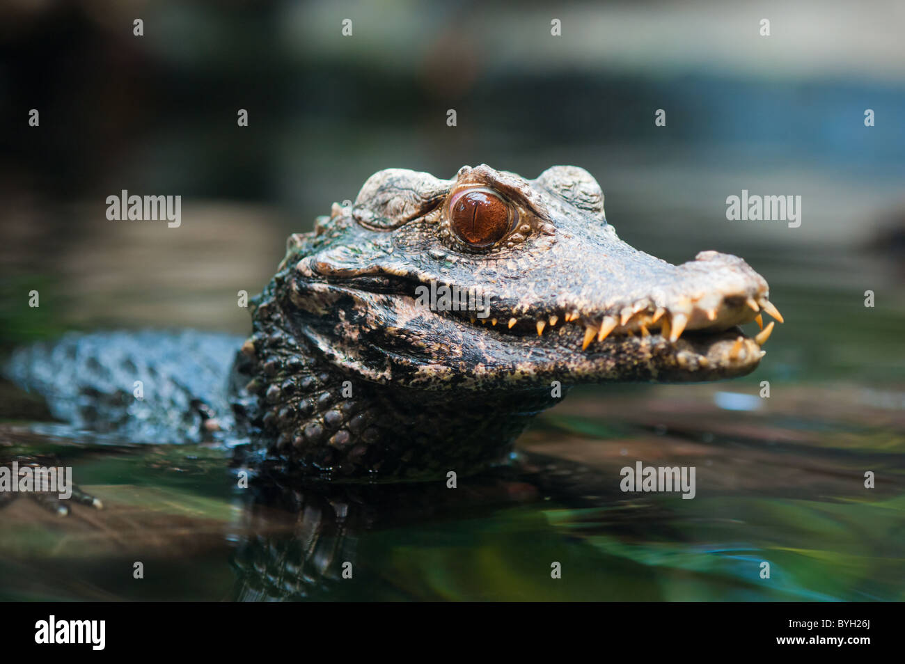 close up of a Cuvier's dwarf caiman ( Paleosuchus palpebrosus Stock ...