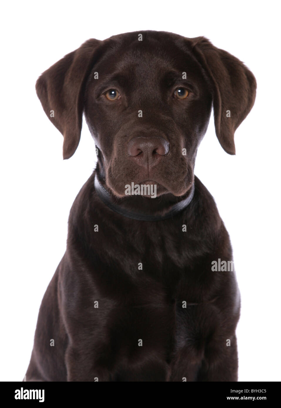 Male dog head shot hi-res stock photography and images - Alamy