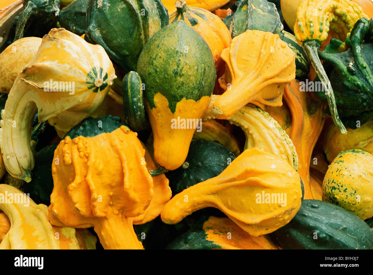 Ornamental gourds hi-res stock photography and images - Alamy
