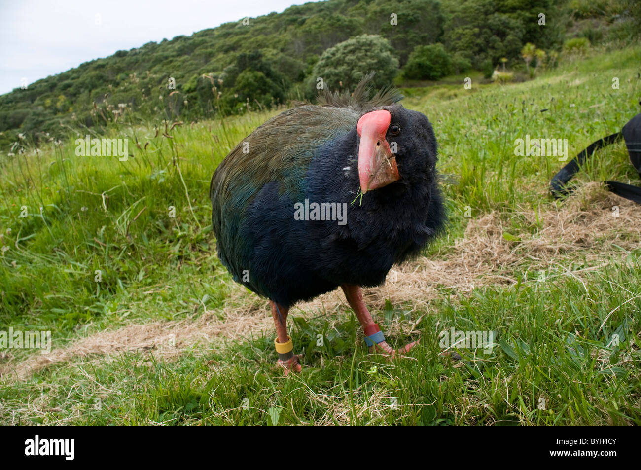 Takahe is a flightless bird in New Zealand that just escaped extinction ...