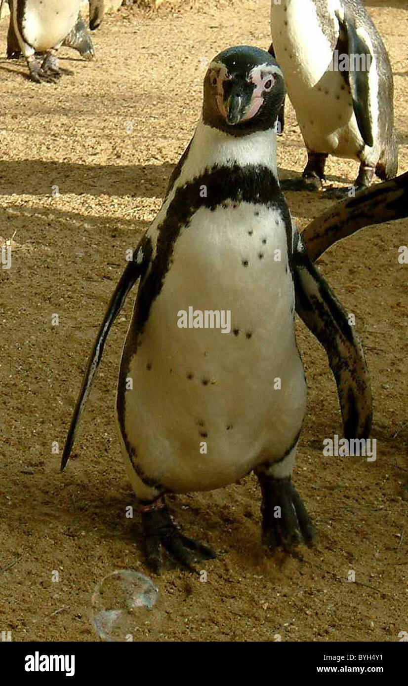 LOVE BIRD Angel the penguin always wears his heart on his feathery ...