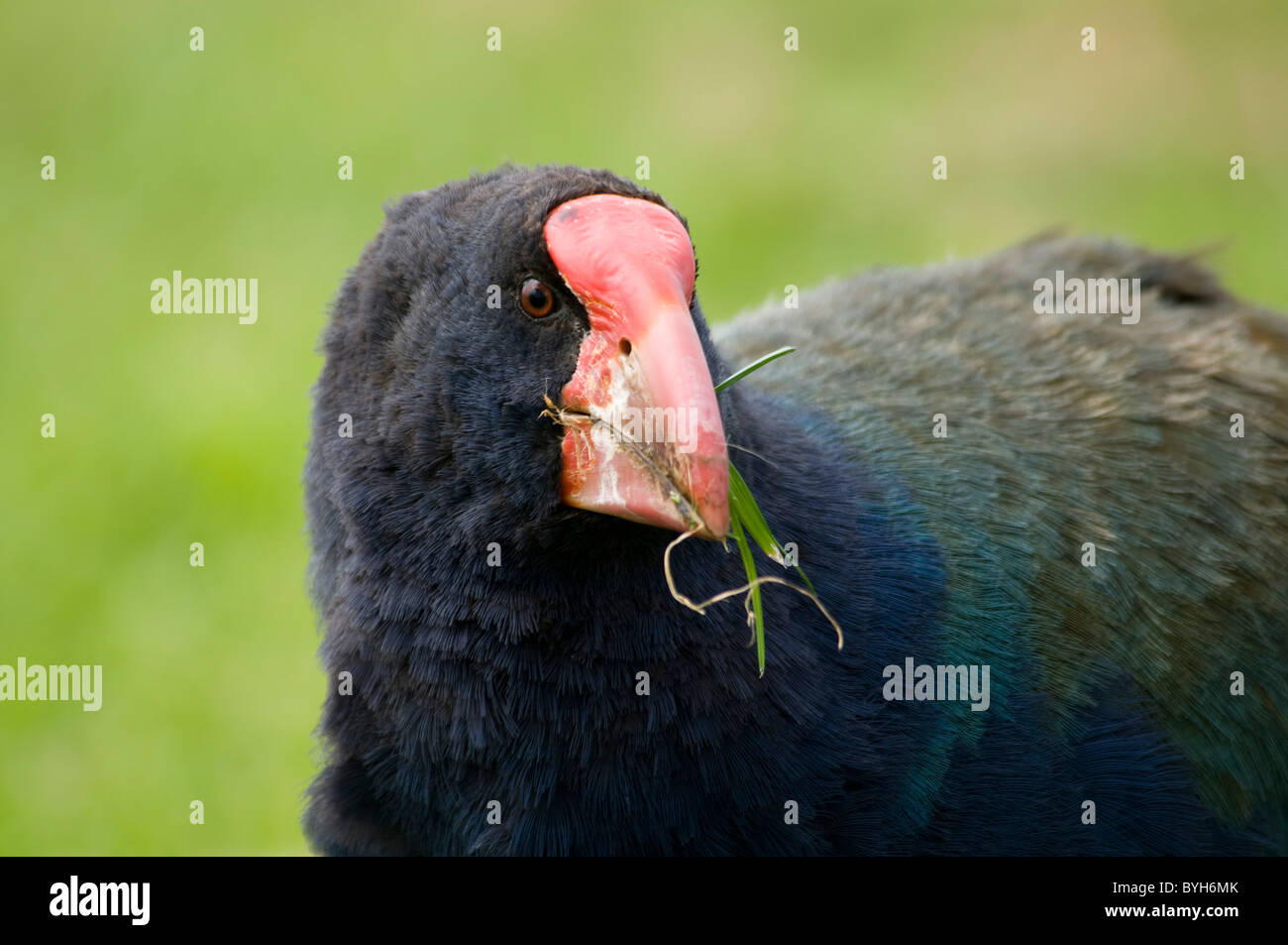 Takahe is a flightless bird in New Zealand that just escaped extinction ...