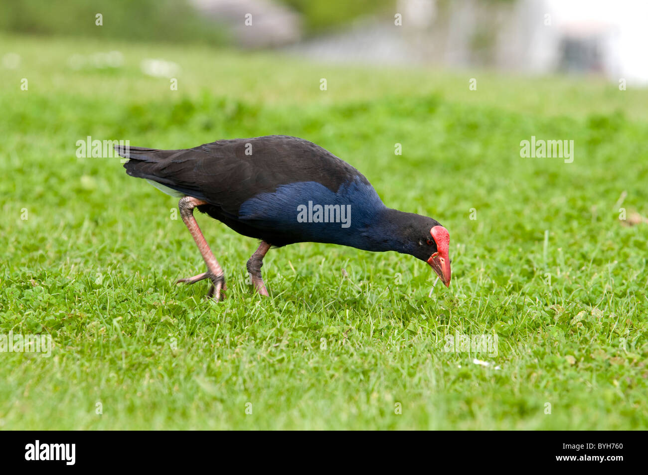 Pukekos are the next relatives to the highly endangered Takahe Pukekos ...