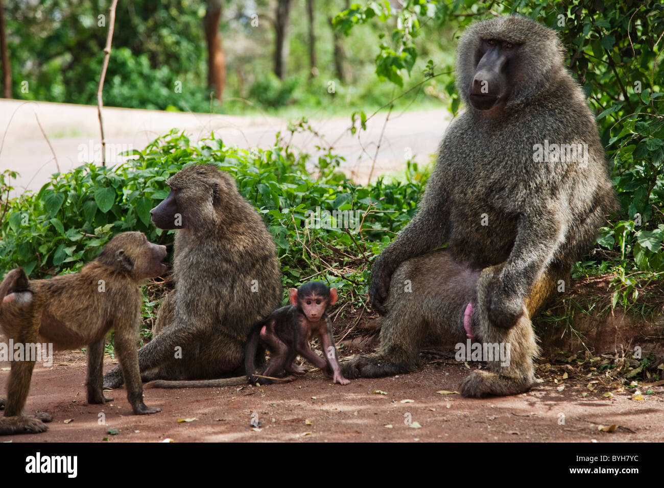 Baboon family hi-res stock photography and images - Alamy