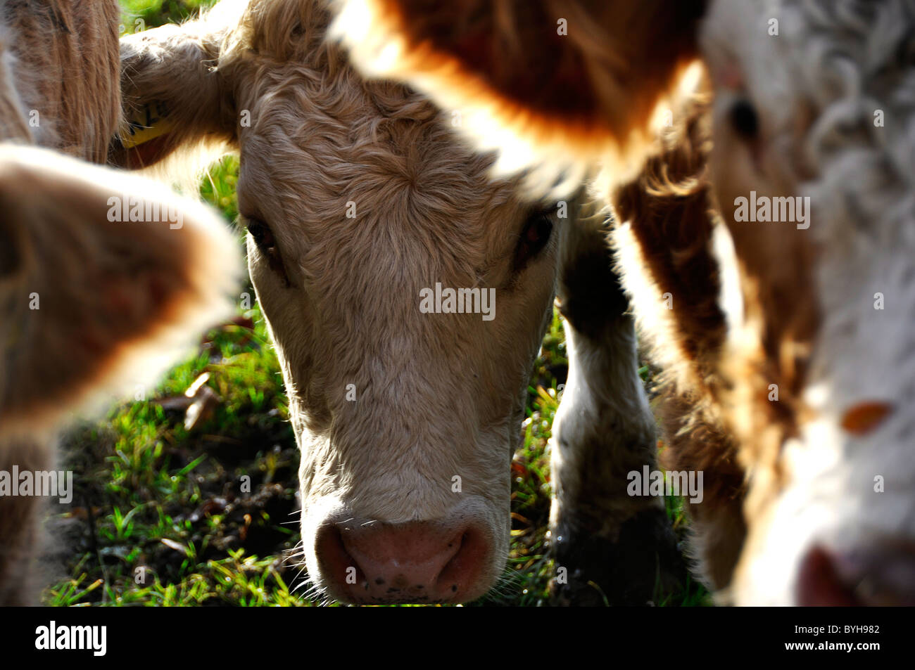 Cow sunshine hi-res stock photography and images - Alamy