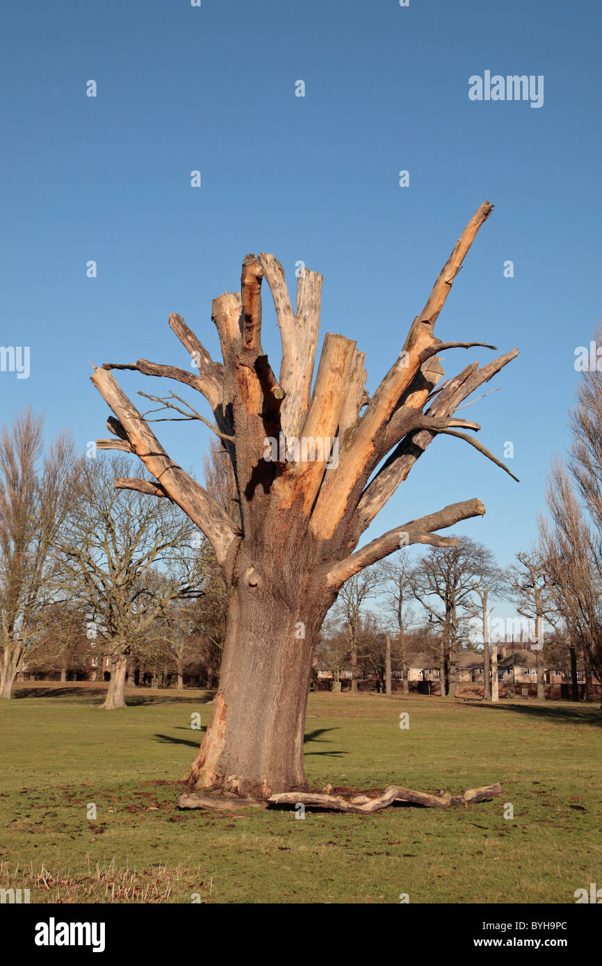 Royal parks of london hi-res stock photography and images - Alamy
