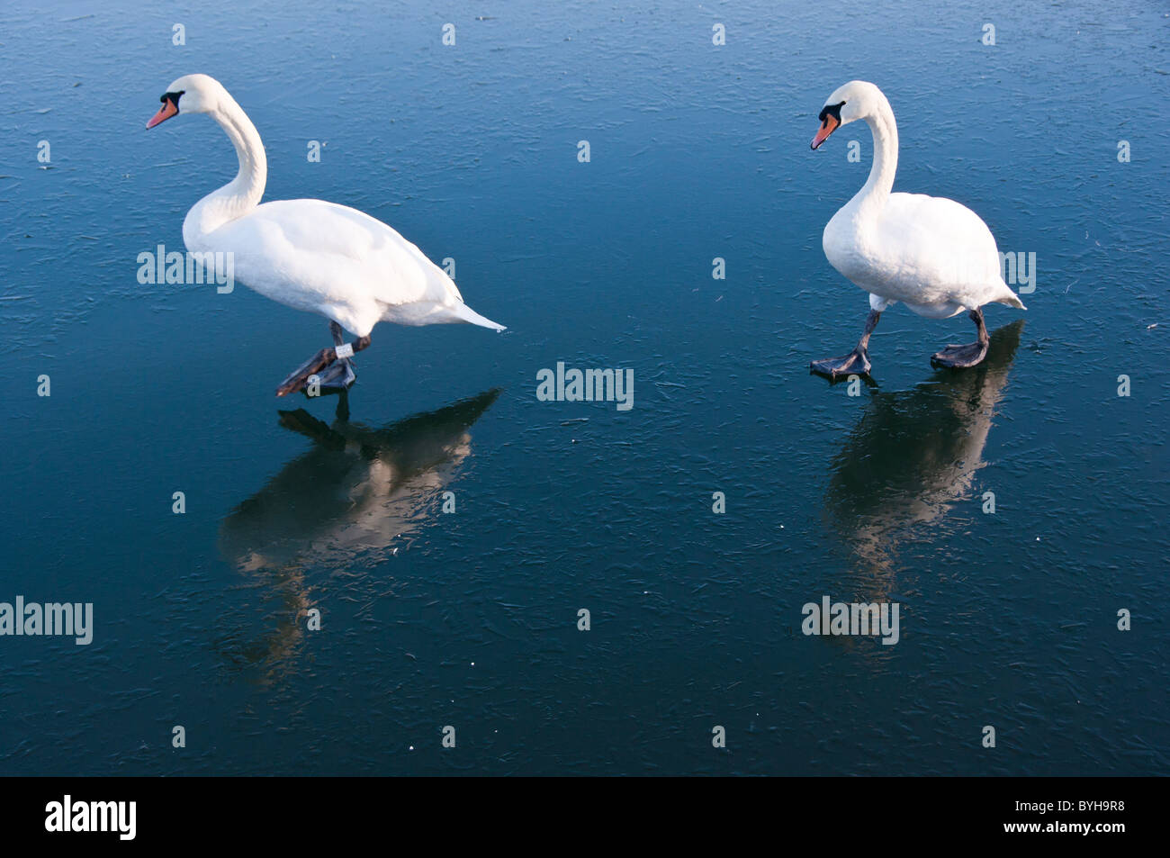 Two reflections of swans hi-res stock photography and images - Alamy