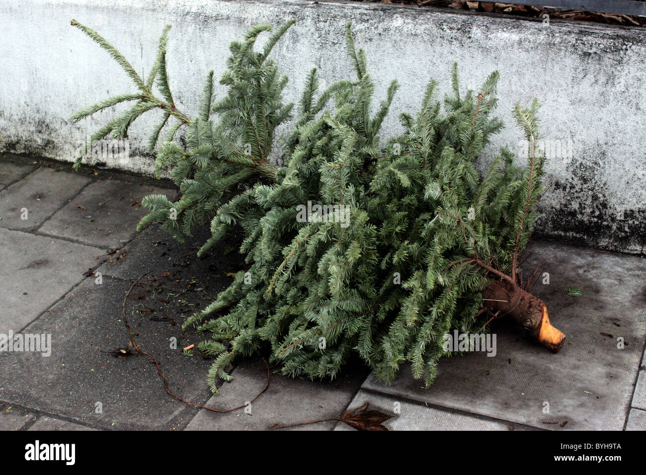 Discarded Christmas tree on a London street in January Stock Photo - Alamy