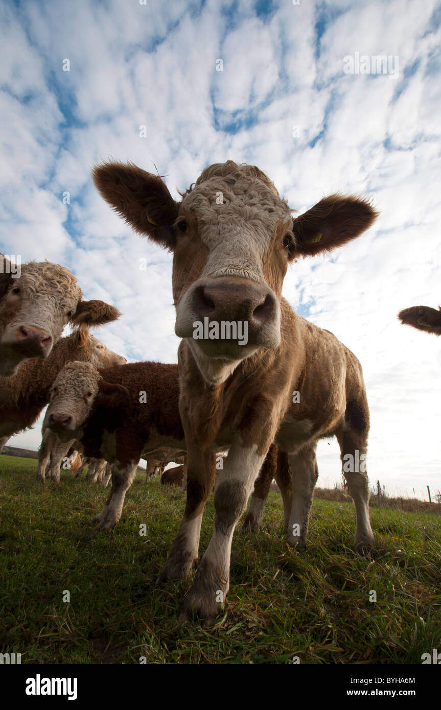 Three cows hi-res stock photography and images - Alamy