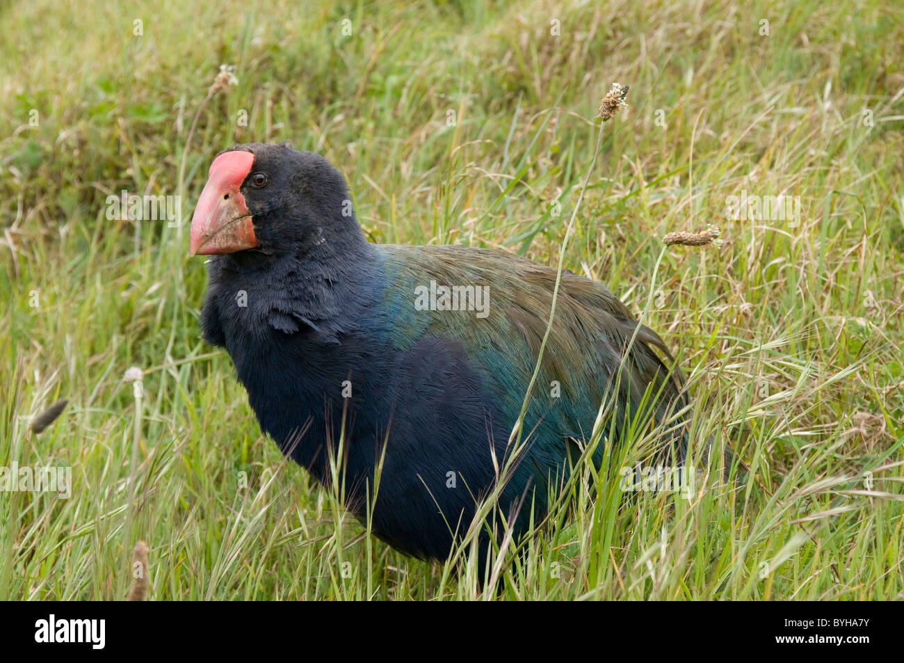 Takahe is a flightless bird in New Zealand that just escaped extinction ...