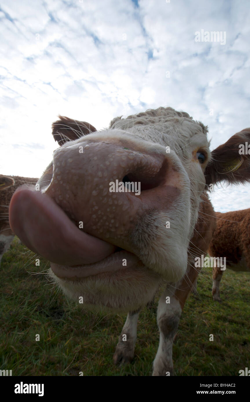 Cow tongue hi-res stock photography and images - Alamy