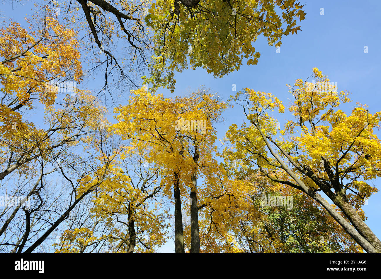 Looking up autumn trees, Munich, Germany Stock Photo - Alamy