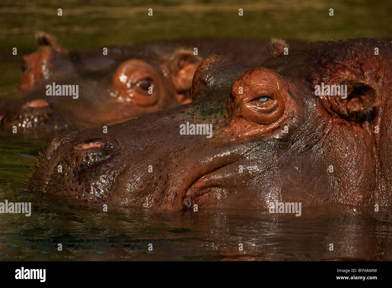 Two Hippos close together in the water Stock Photo - Alamy
