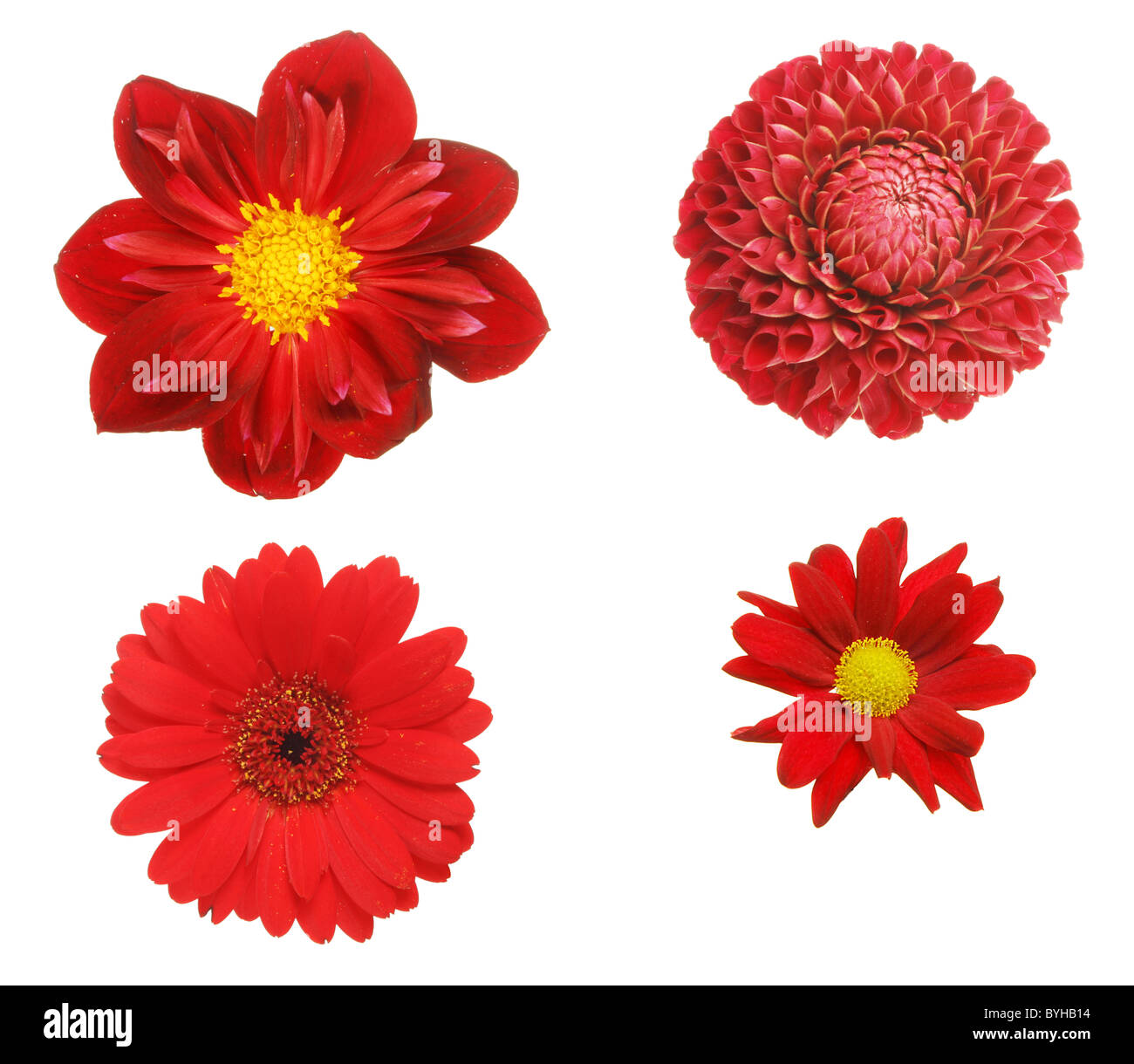 Selection of four red flowers isolated on white Stock Photo - Alamy