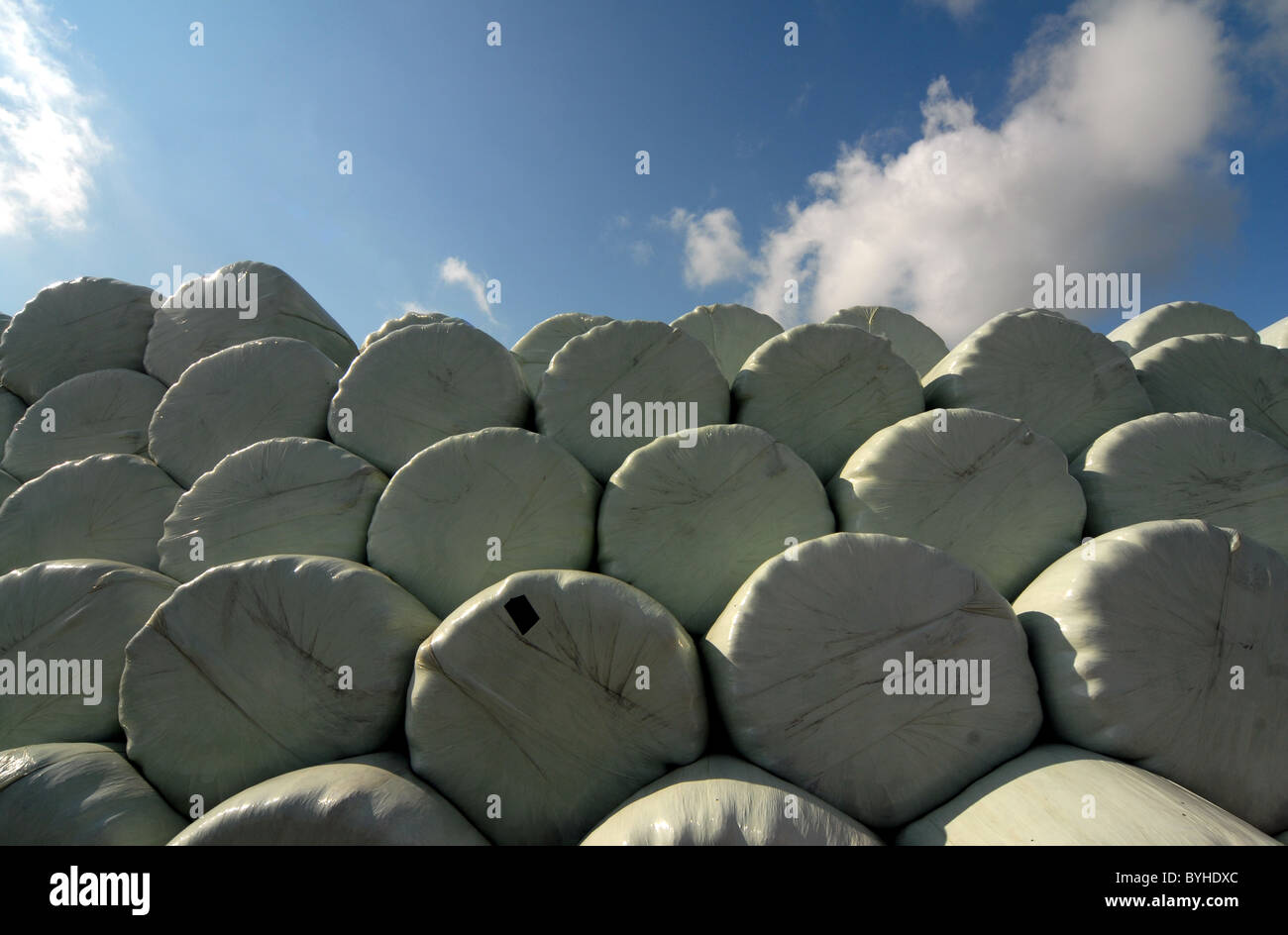 Silage hay bales wrapped in plastic stacked on farmland in ...