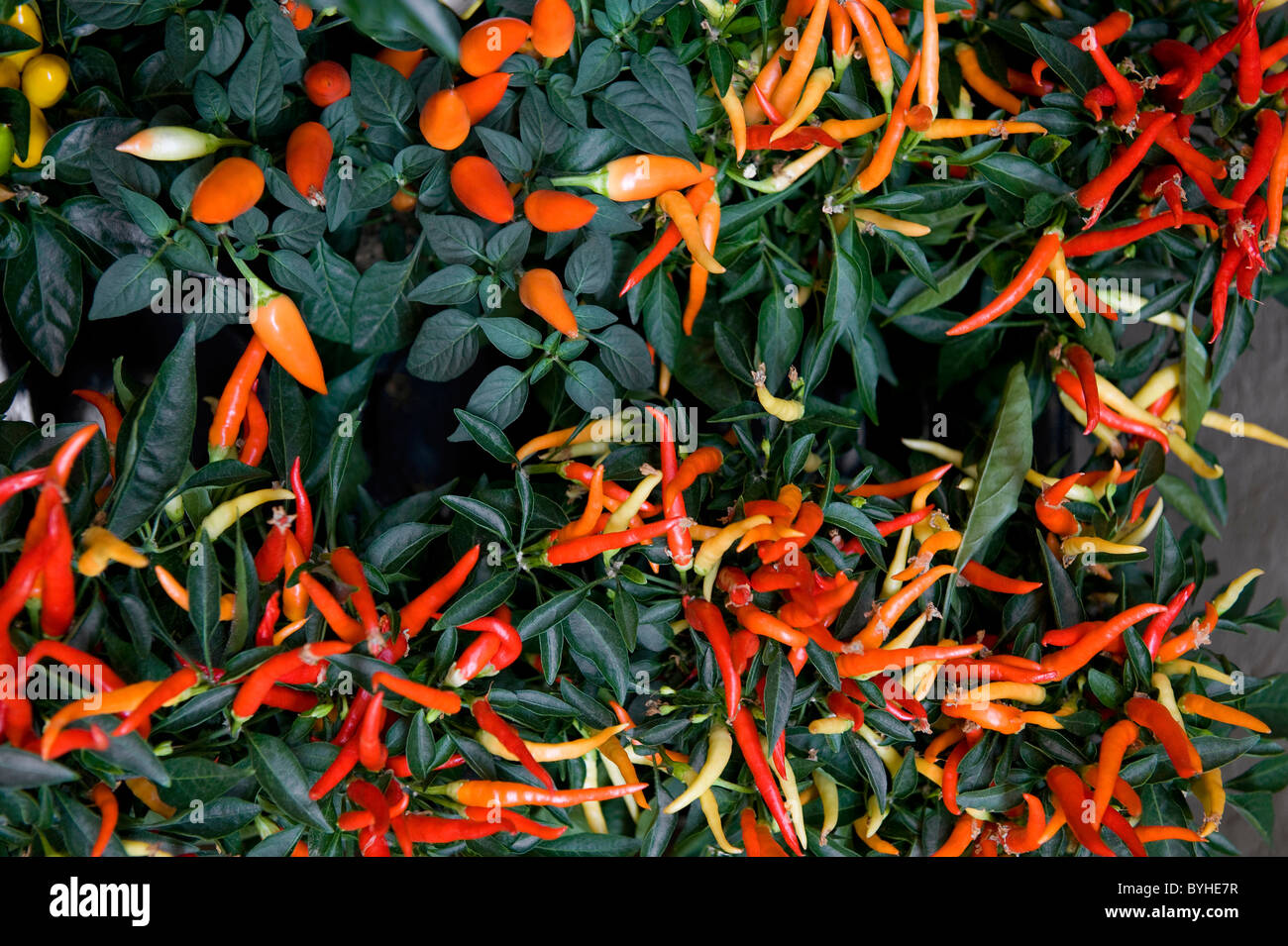 Chilli plant hi-res stock photography and images - Alamy