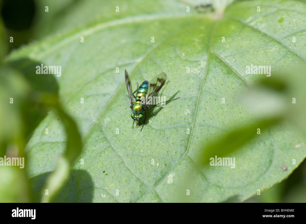 Photo of a rainbow fly over a leaf Stock Photo - Alamy