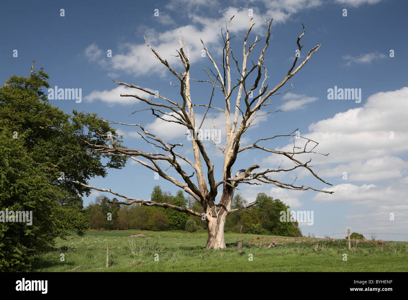 Dead tree in field Stock Photo - Alamy