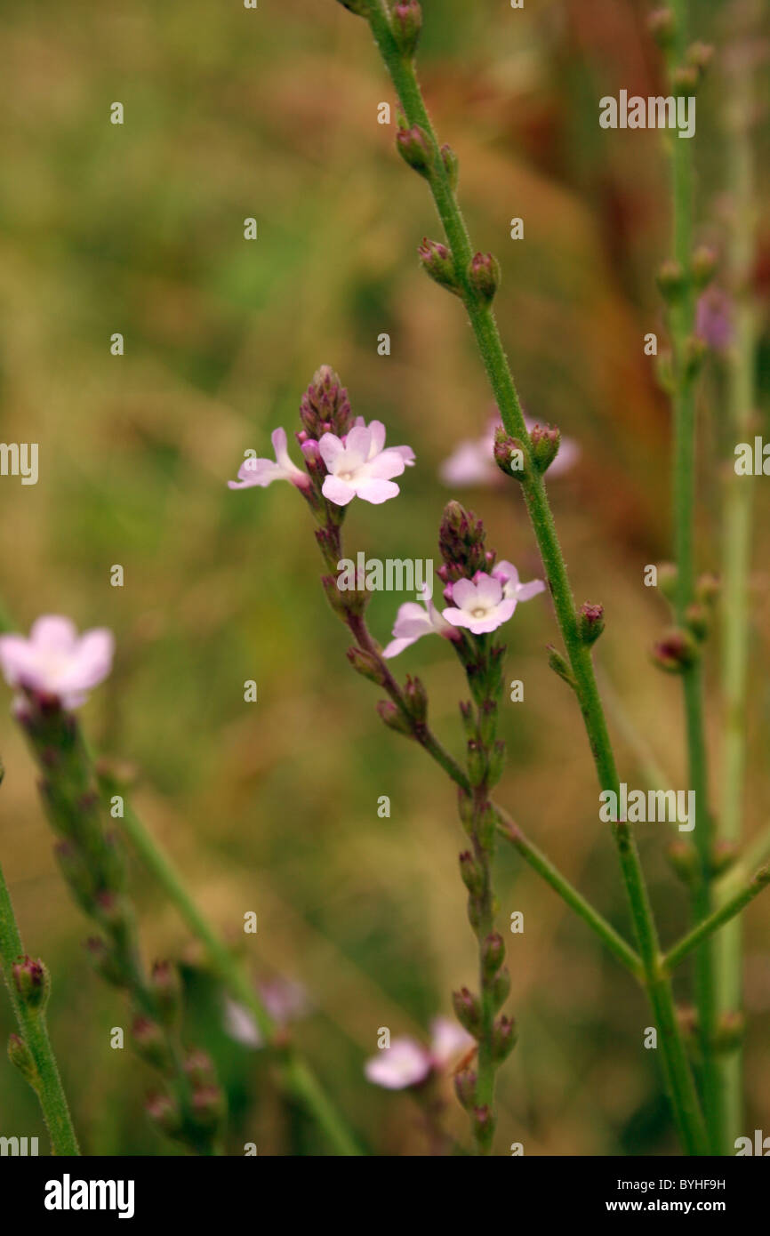 Common Vervain or Common Verbena (Verbena officinalis), UK Stock Photo ...