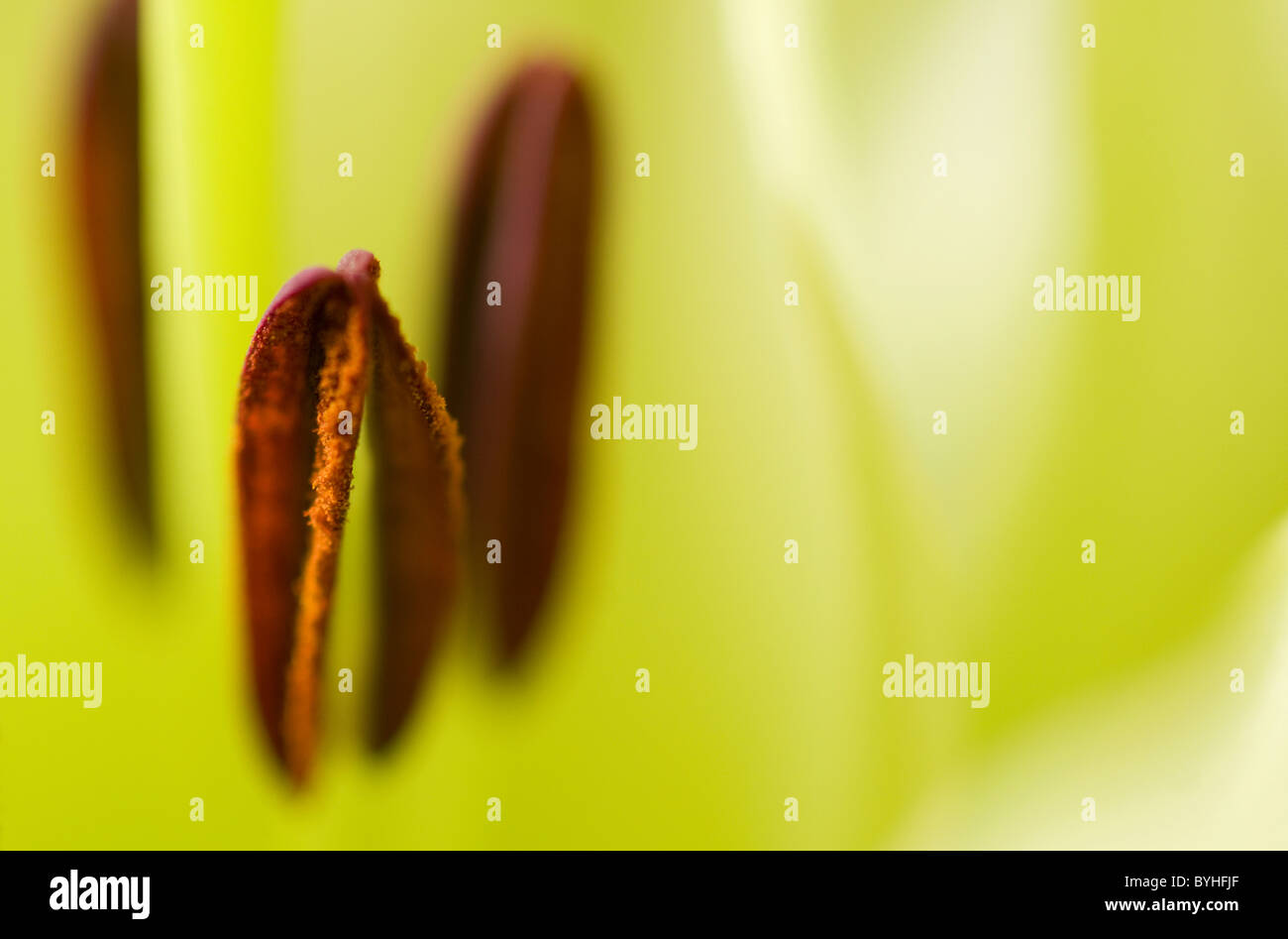 lily flower close up Stock Photo - Alamy