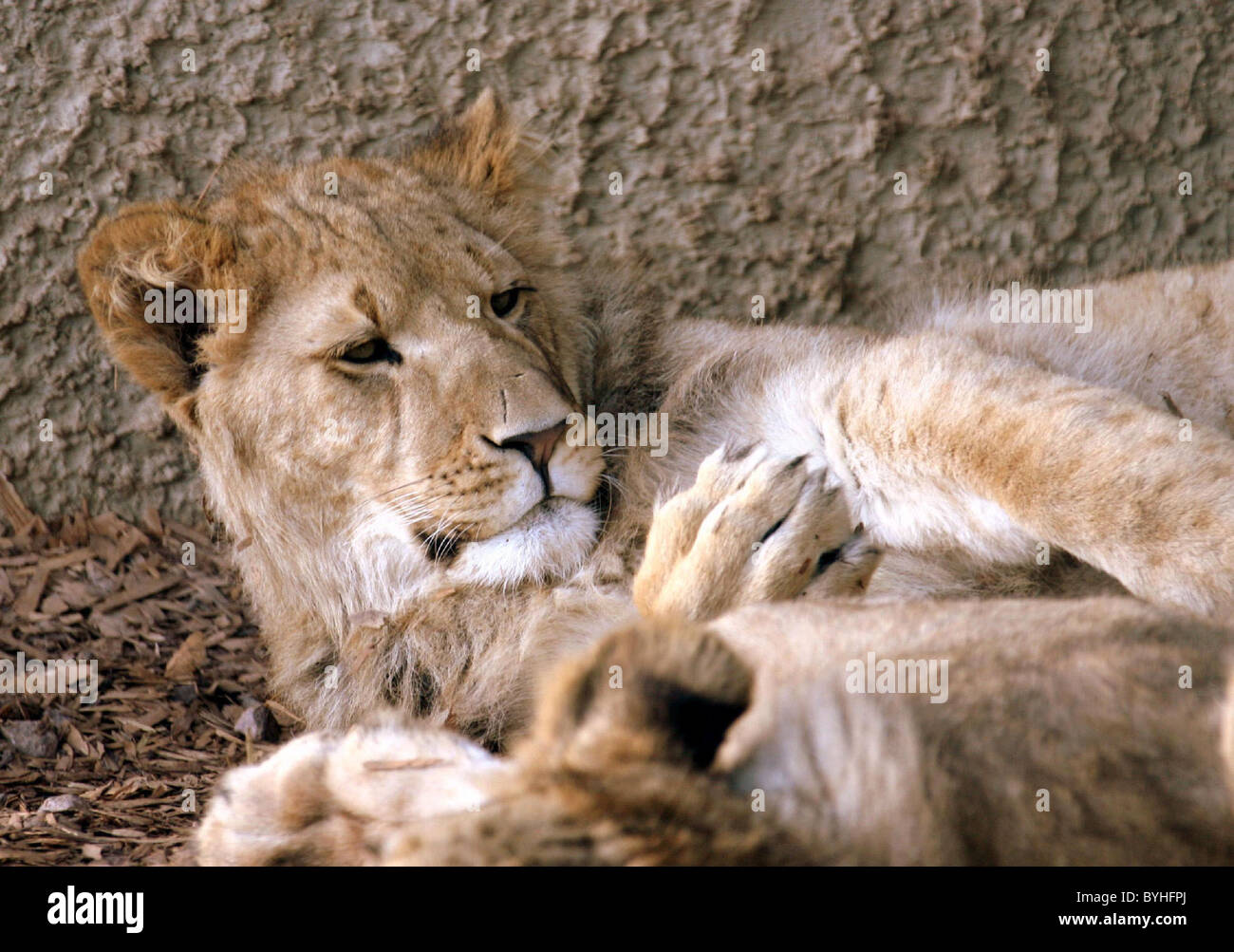 African lion Whipsnade Wild Animal Park Dunstable, England - March 2007 ...
