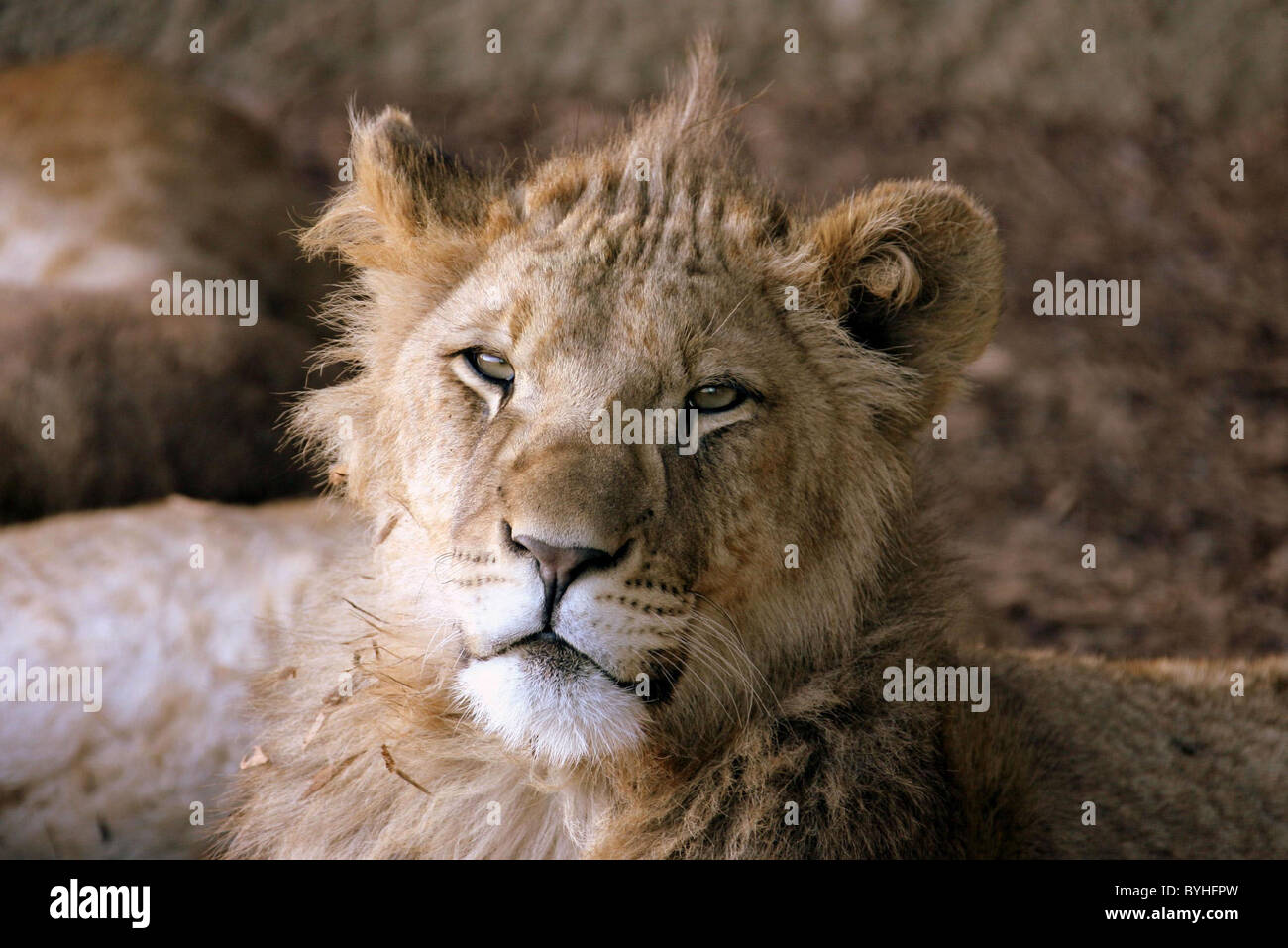 Whipsnade lion hi-res stock photography and images - Alamy