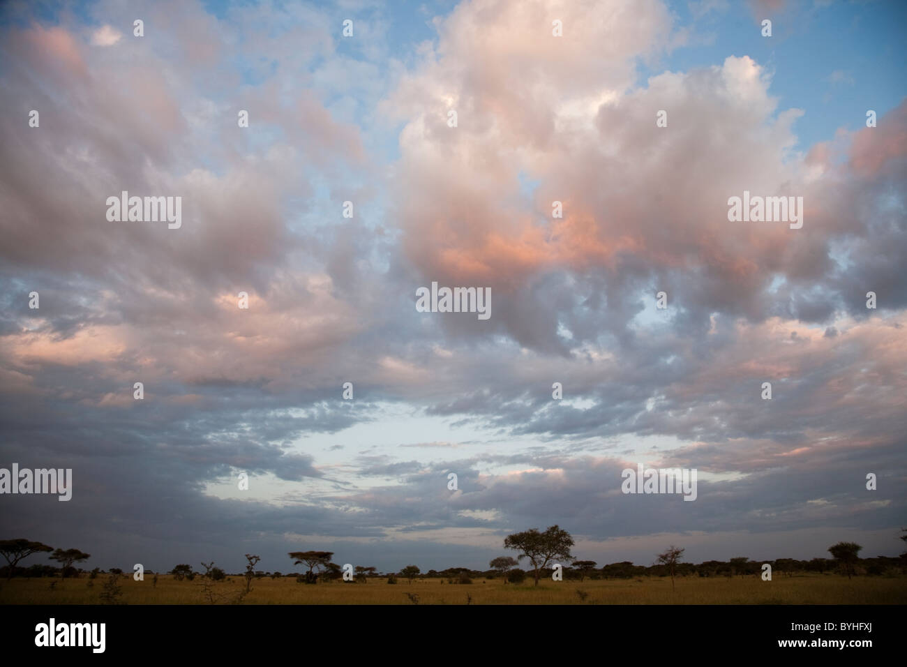 Safari africa sunset hi-res stock photography and images - Alamy