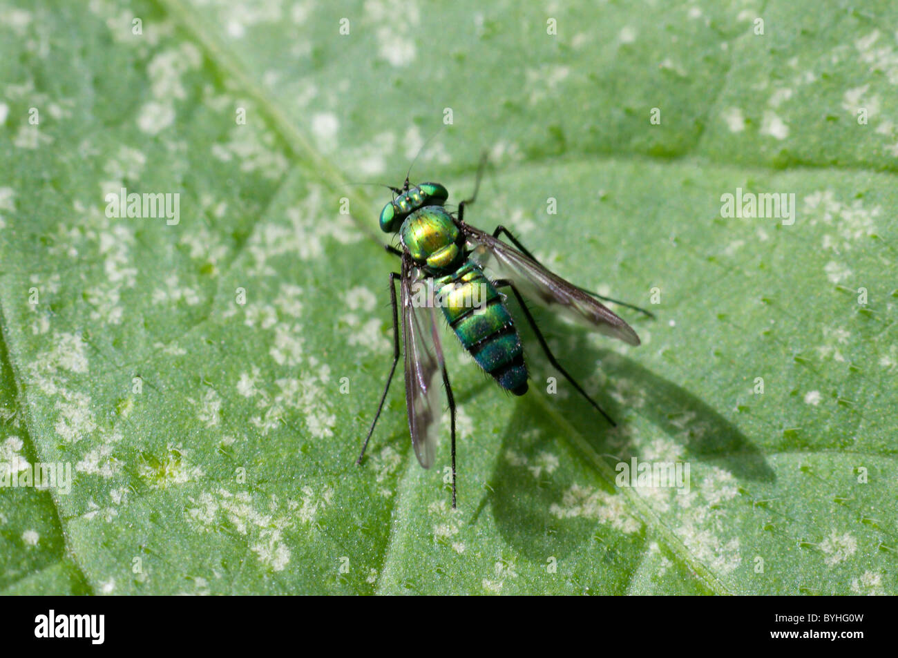 Photo of a rainbow fly over a leaf Stock Photo - Alamy