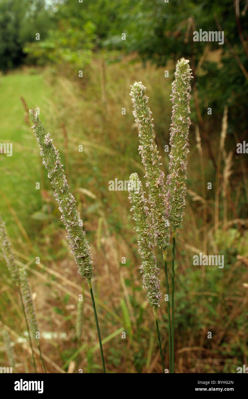 Timothy grasses hi-res stock photography and images - Alamy