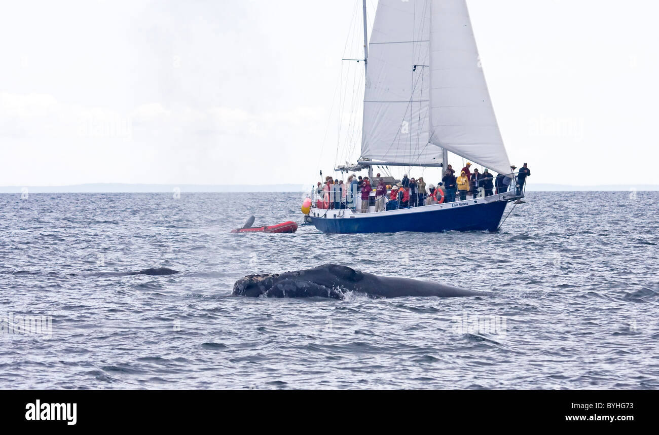 North atlantic right whale hi-res stock photography and images - Alamy