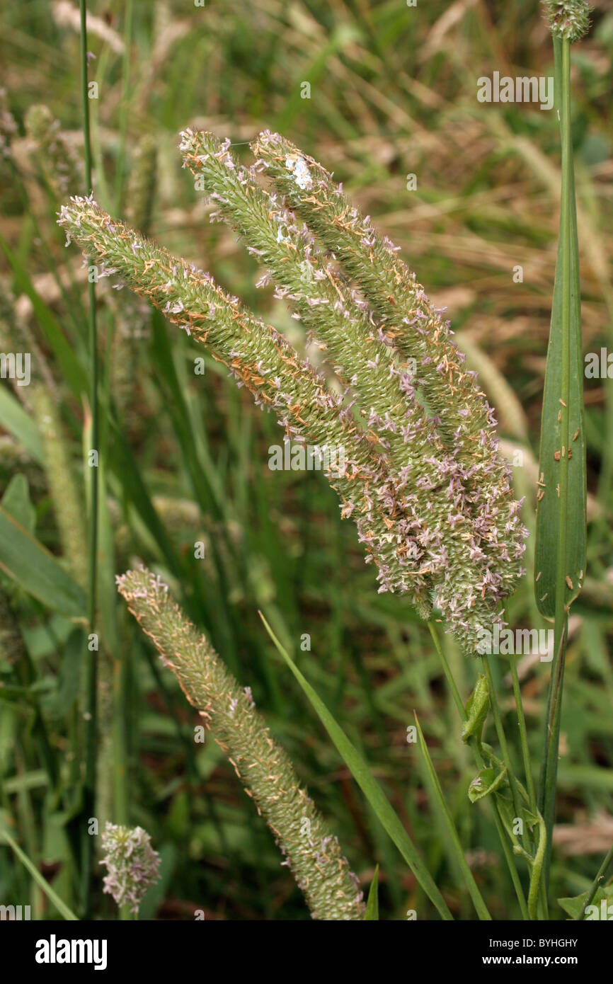 Timothy grass (Phleum pratense : Poaceae), UK Stock Photo - Alamy
