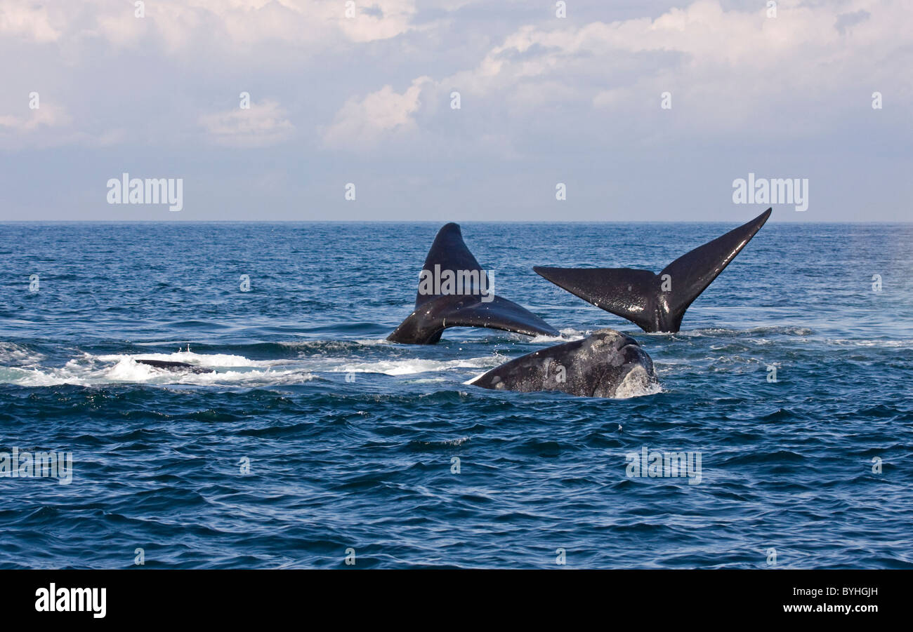North atlantic right whale hi-res stock photography and images - Alamy