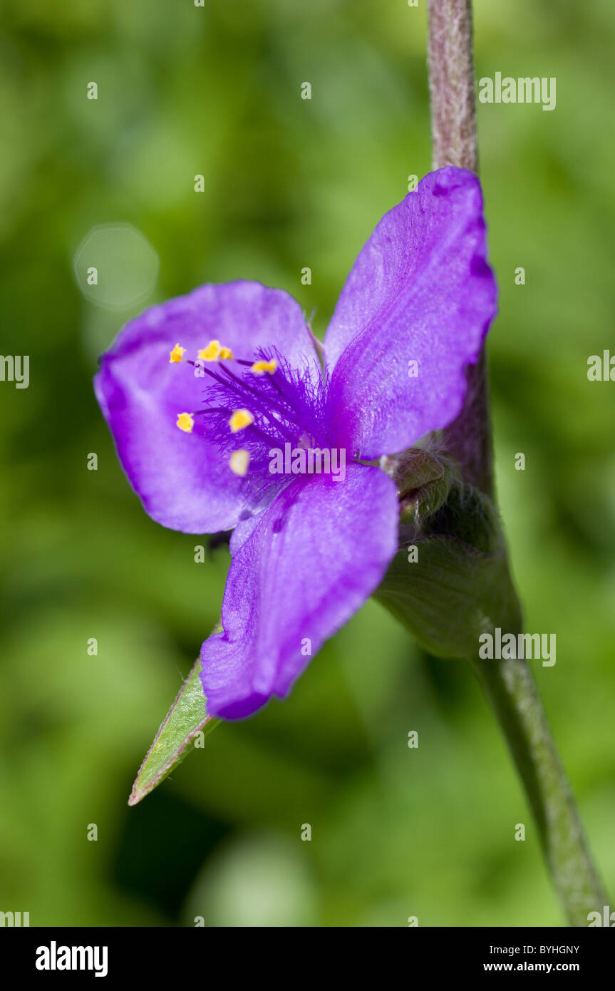Tradescantia crassifolia hi-res stock photography and images - Alamy